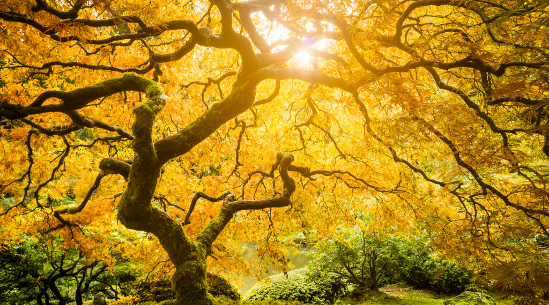 ¿Qué representa el árbol de la vida en la Biblia? – Catholically