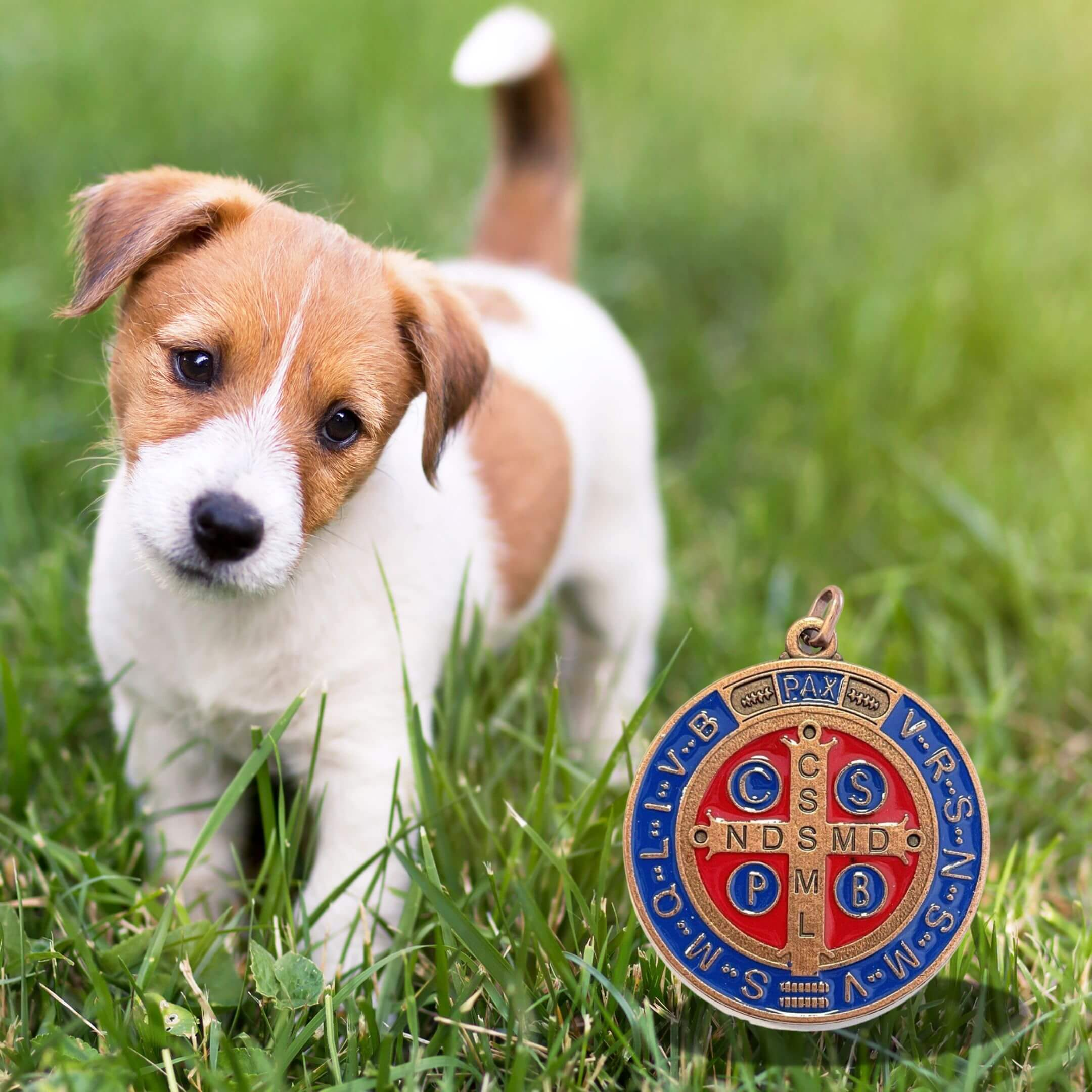 St. Benedict Pet's Protection – Catholically